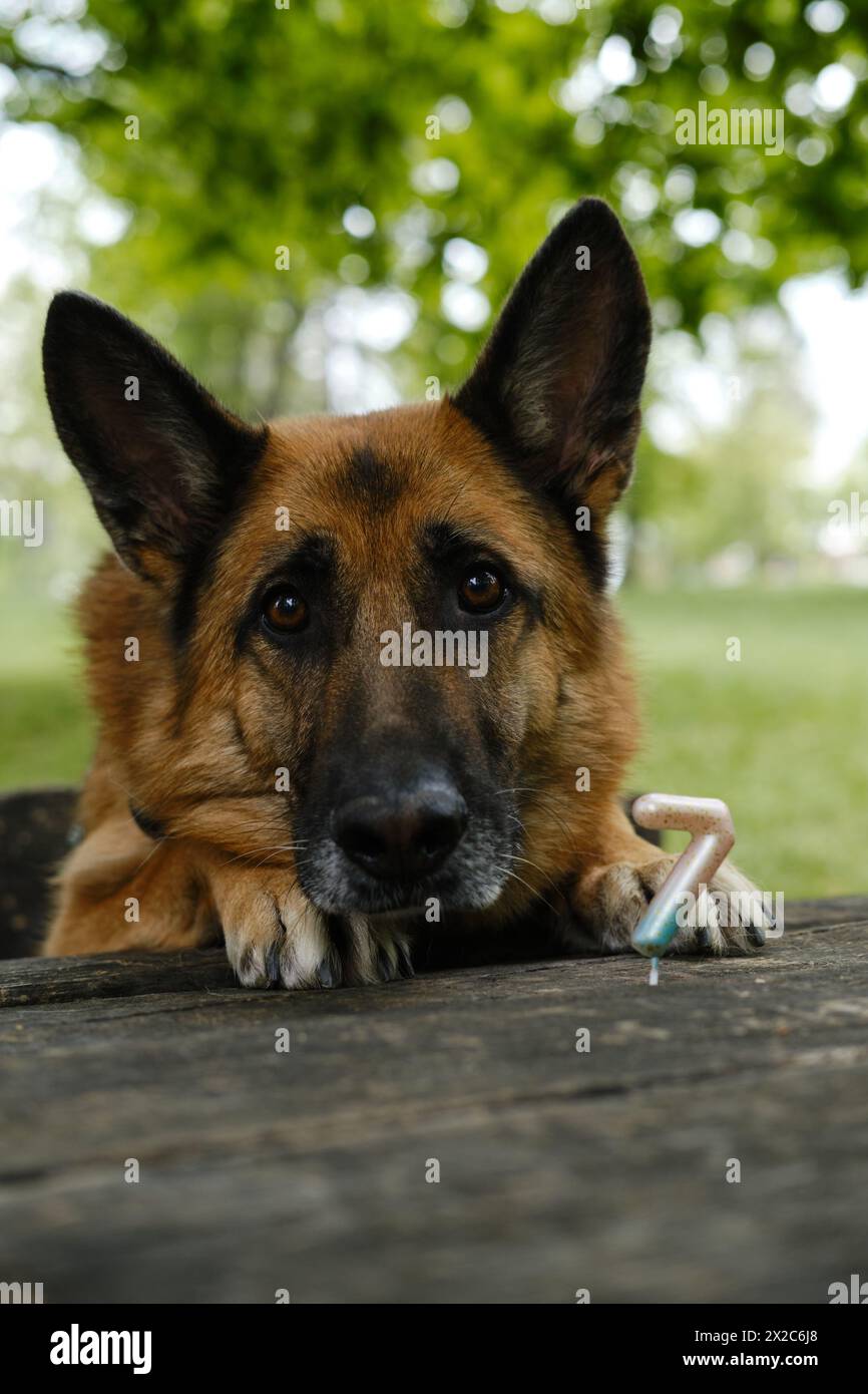 Dog birthday 7 hi-res stock photography and images - Alamy
