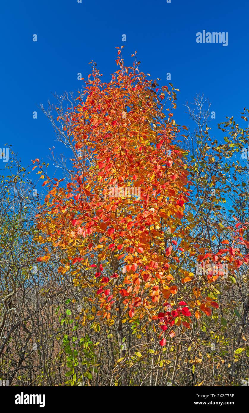 Last Burst of Color in the Late Fall in the Crabtree Nature Center in ...
