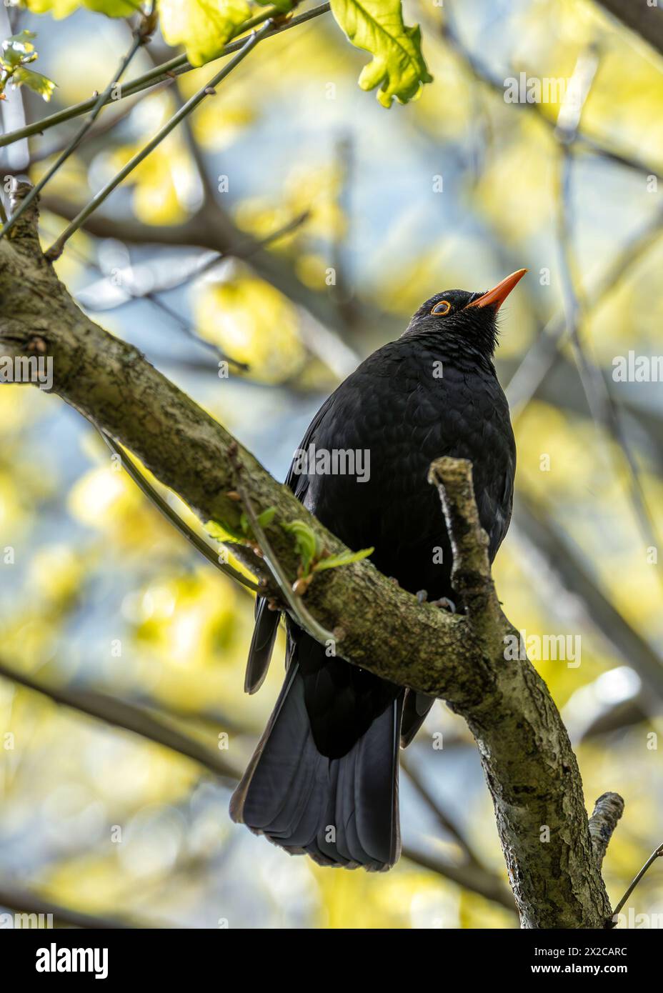 Male Blackbird with jet black plumage sings melodiously in a Kildare ...