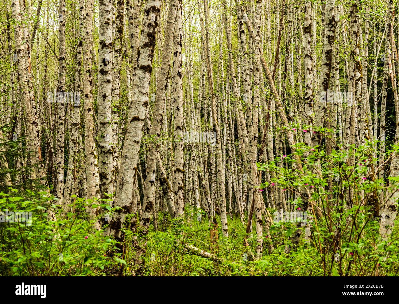 Black white trees contrasted hi-res stock photography and images - Alamy