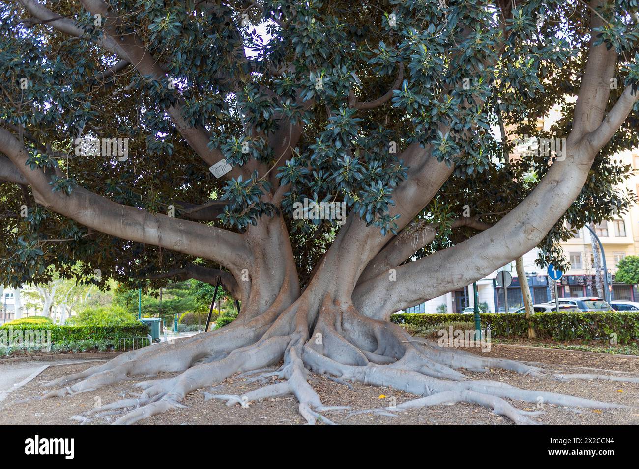 Huge ficus hi-res stock photography and images - Alamy
