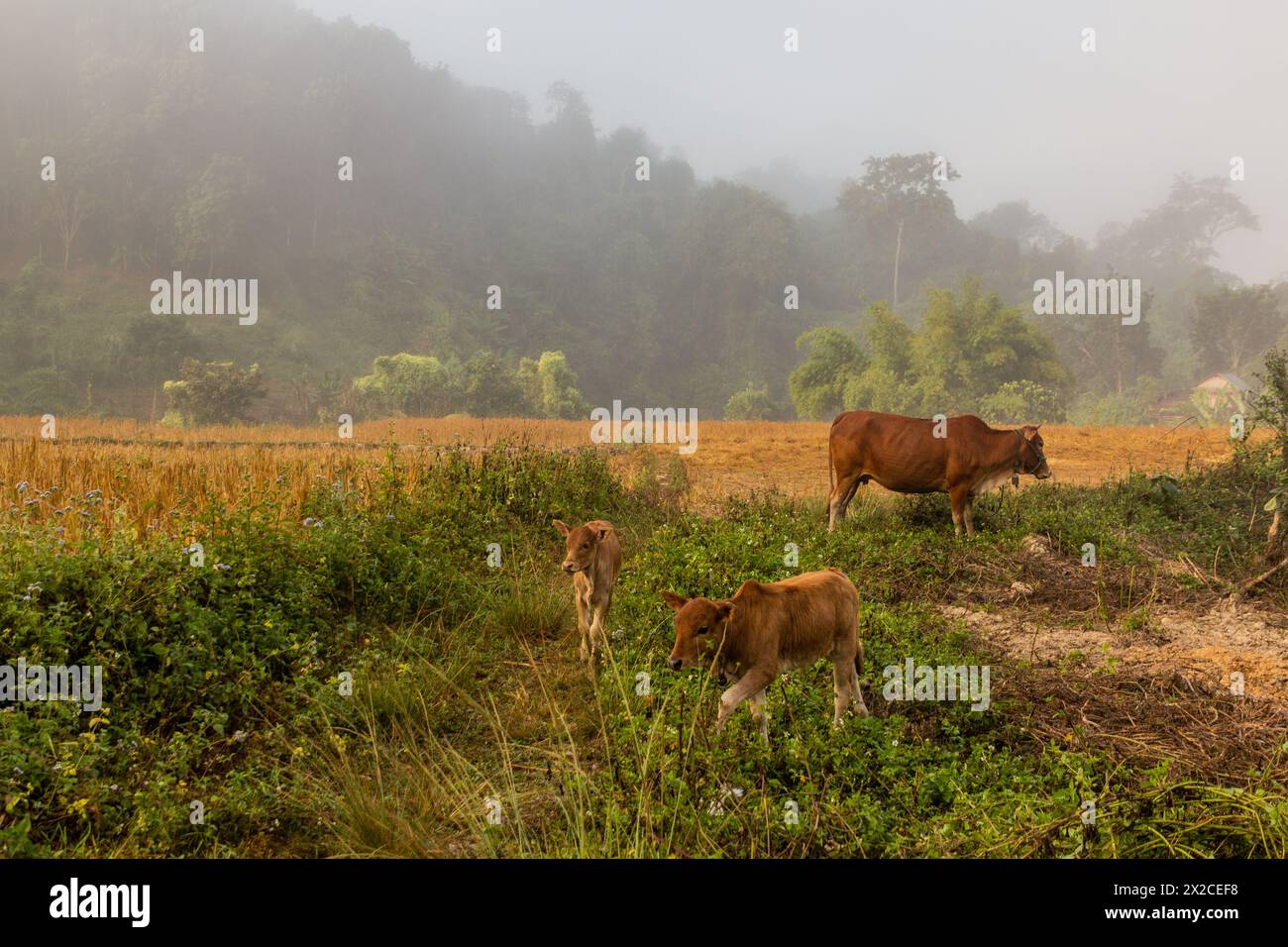 Cows near Namkhon village near Luang Namtha town, Laos Stock Photo - Alamy