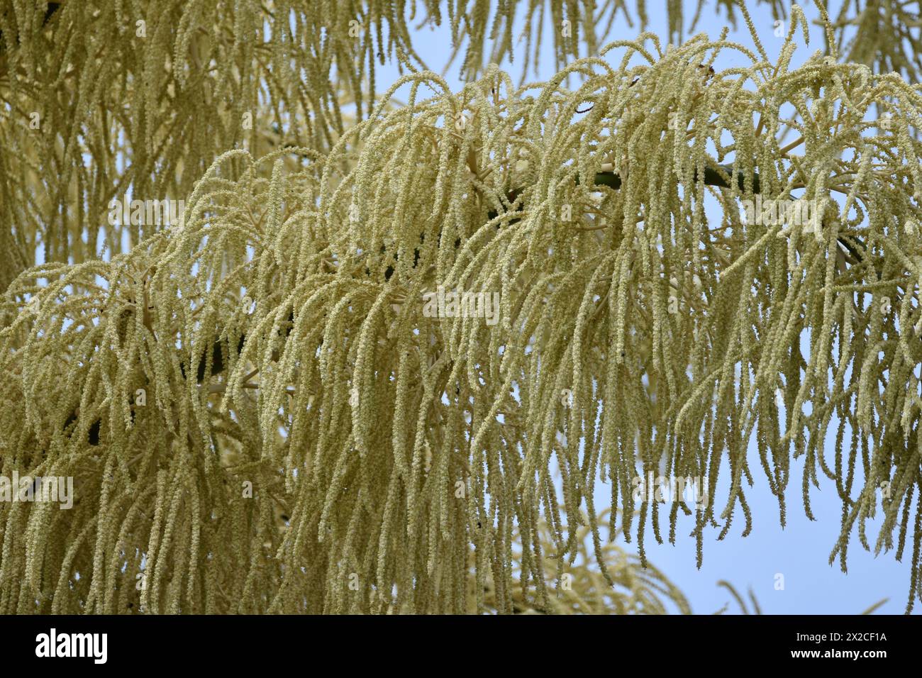 Flowering talipot palm (Corypha umbraculifera) at the Royal Botanic ...