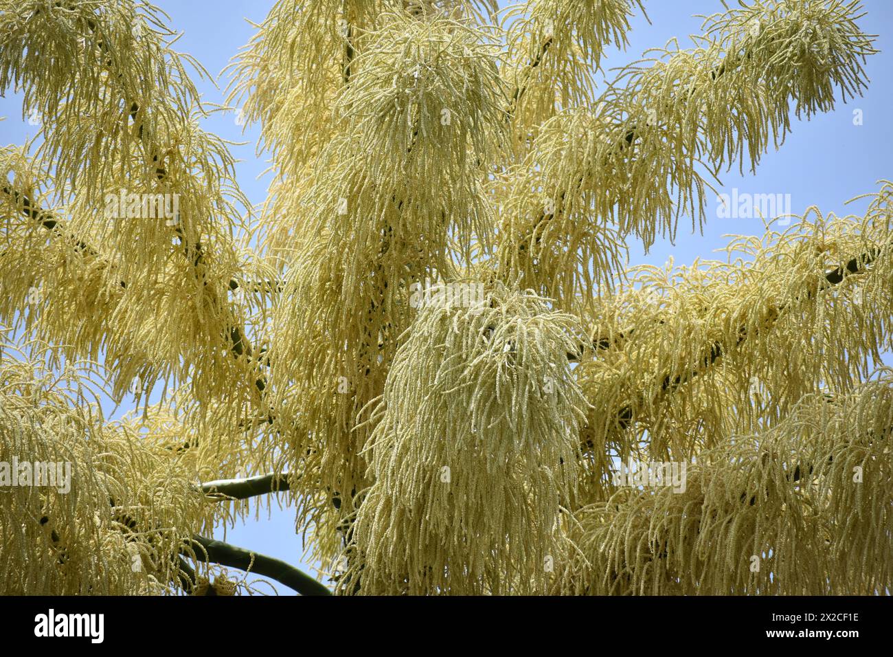 Flowering talipot palm (Corypha umbraculifera) at the Royal Botanic ...