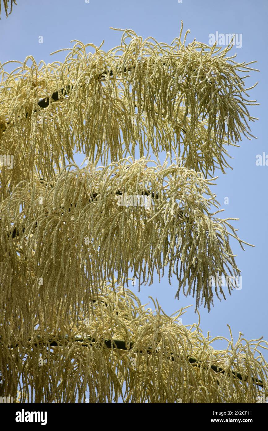 Flowering talipot palm (Corypha umbraculifera) at the Royal Botanic ...
