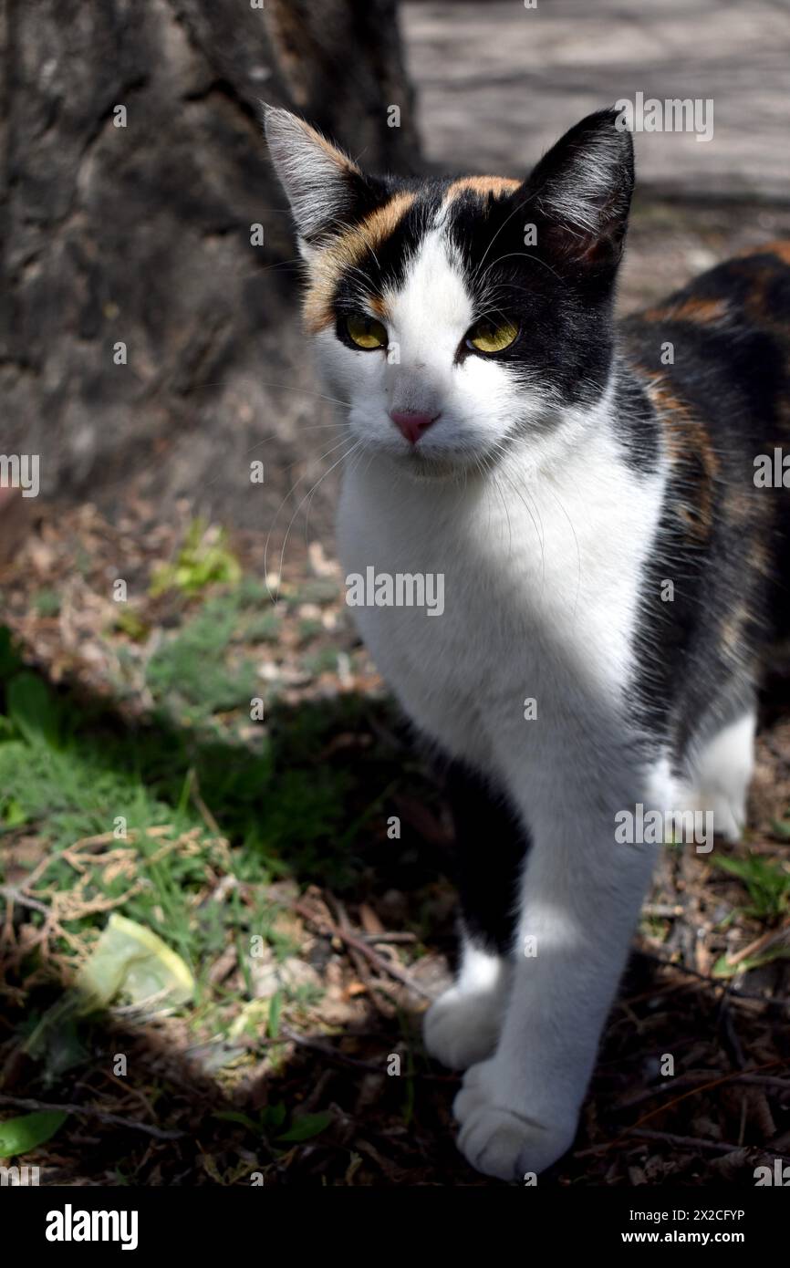 calico cat with white orange and black fur and golden eyes Stock Photo ...