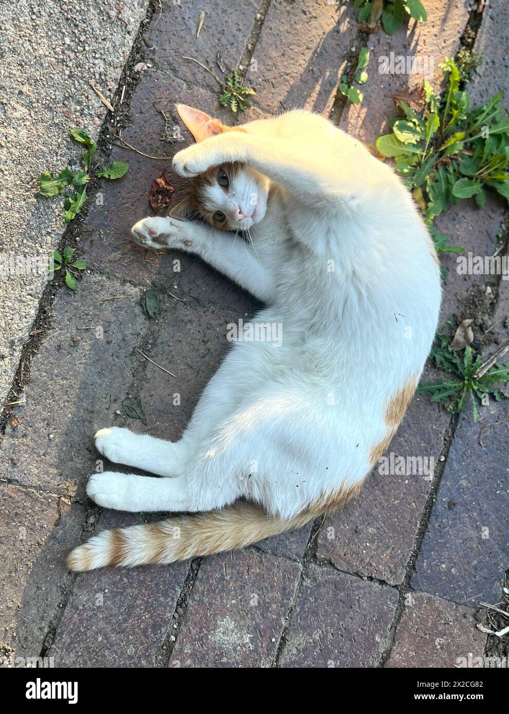 orange and white tabby cat stretching on the brick ground Stock Photo ...