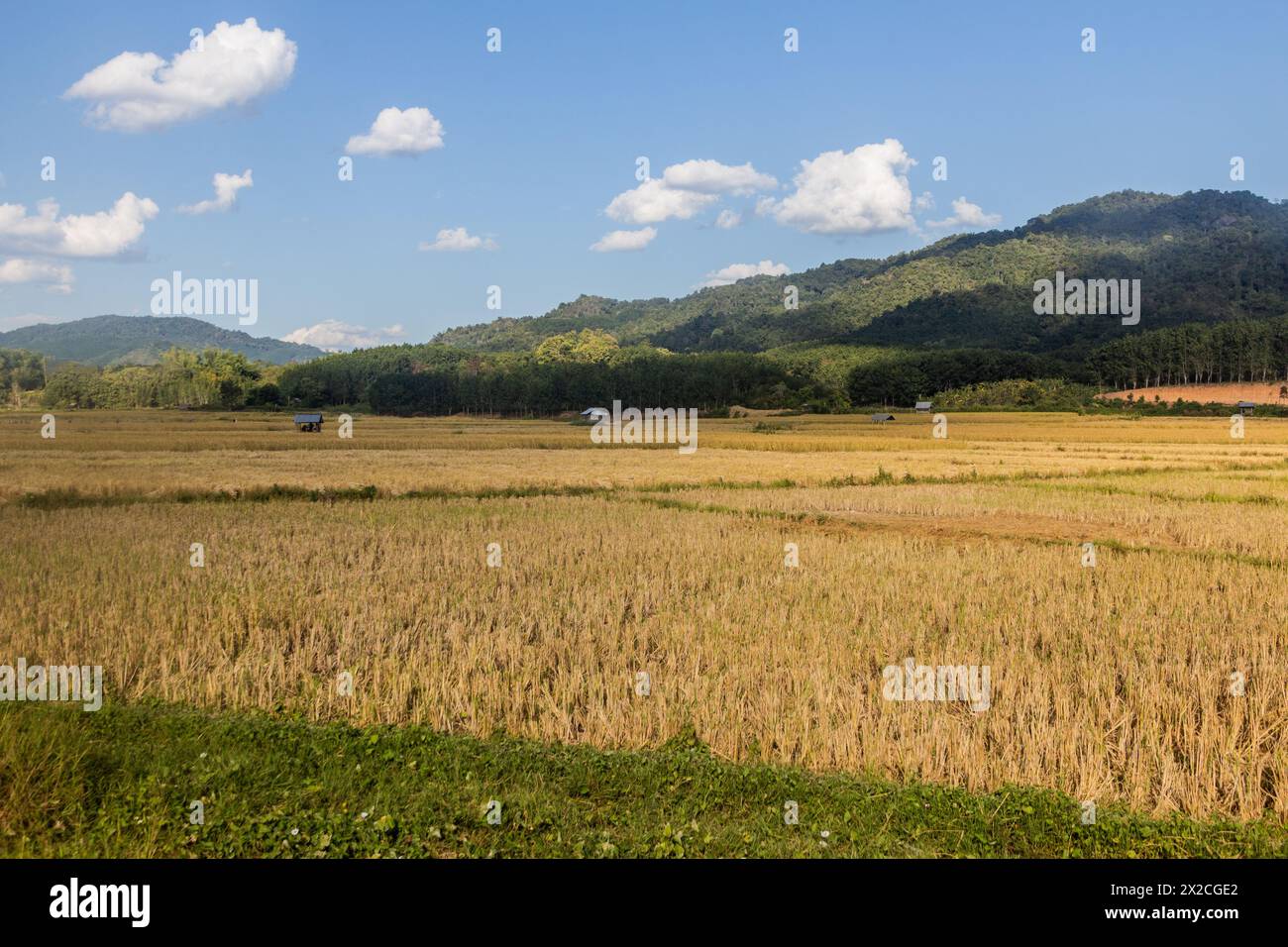 Luang namtha rice fields hi-res stock photography and images - Alamy