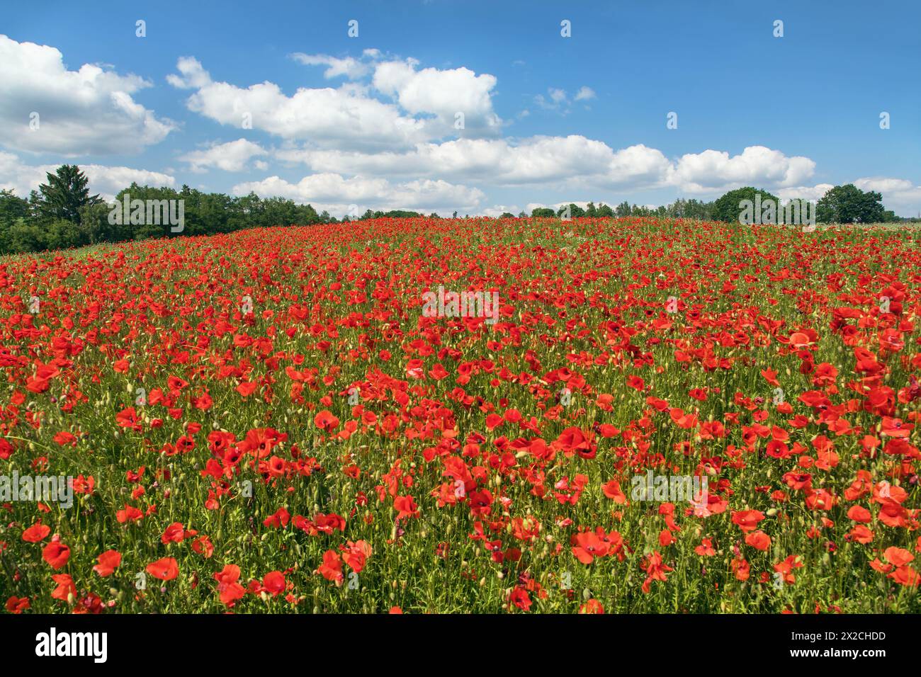 field of red poppies or Common poppy, corn poppy, corn rose, field ...