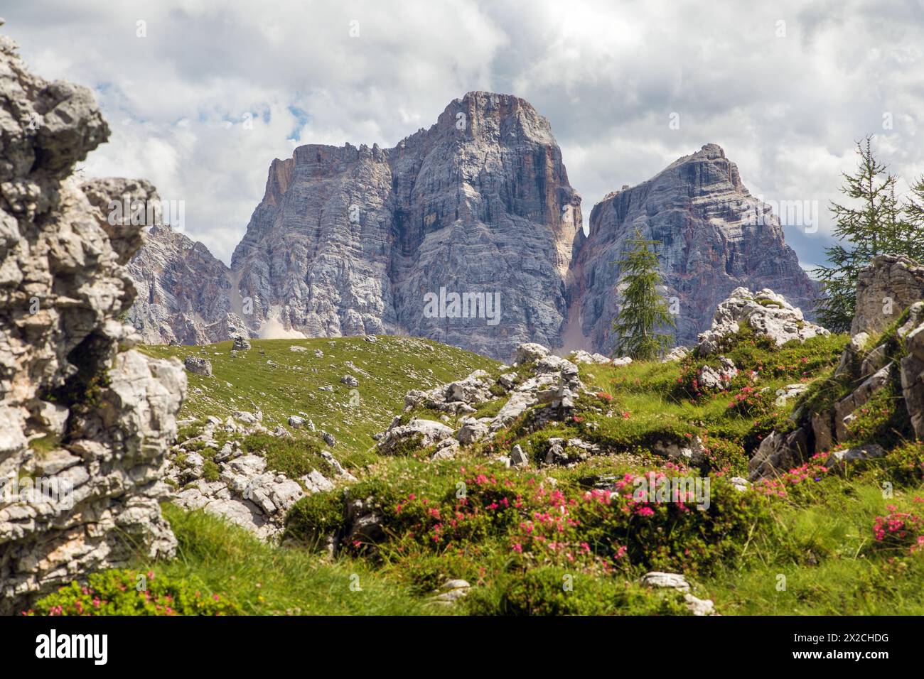 Mount Pelmo, view of Monte Pelmo red mountain flowers, South Tyrol ...