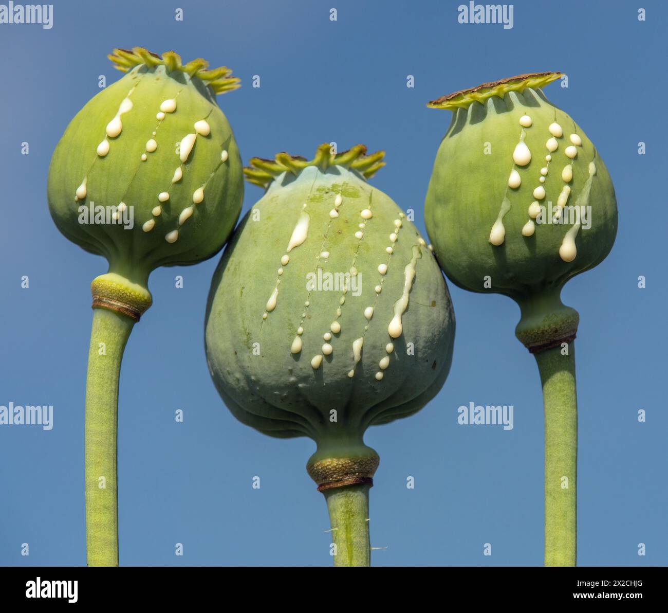 Detail of opium poppy heads, in latin papaver somniferum, immature ...
