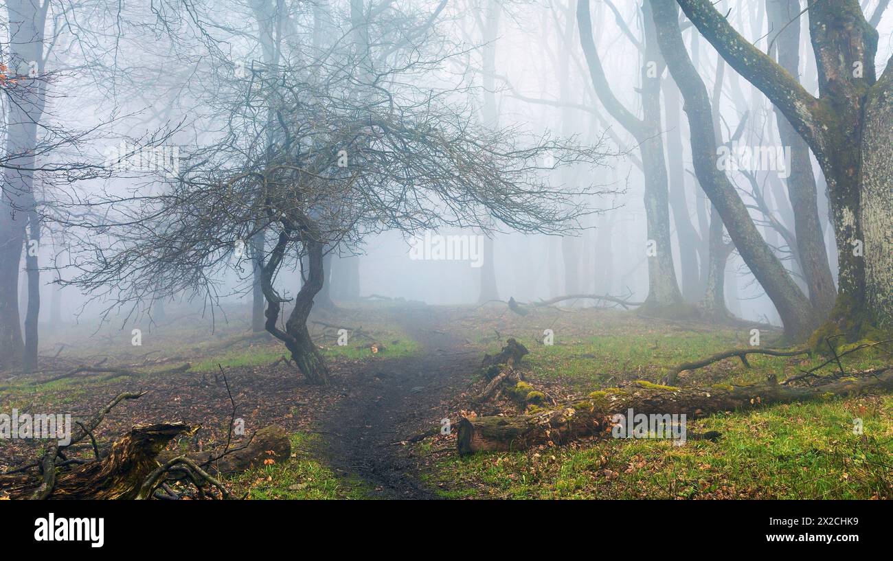 mountain forest still life, view into a misty spring forest with a path ...