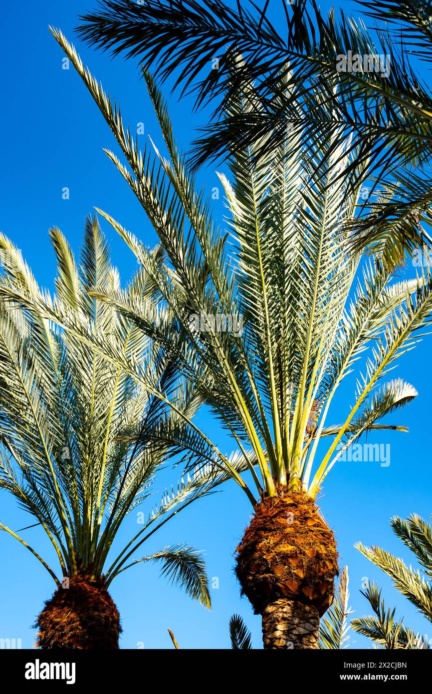 Palm phoenix canariensis tree growing on Fuerteventura island, Canary ...