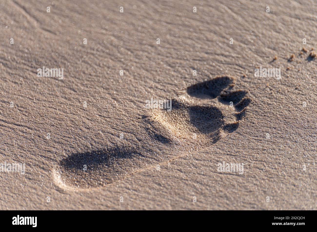 Footsteps on sandy beach on sunset lights, footprints close up Stock ...