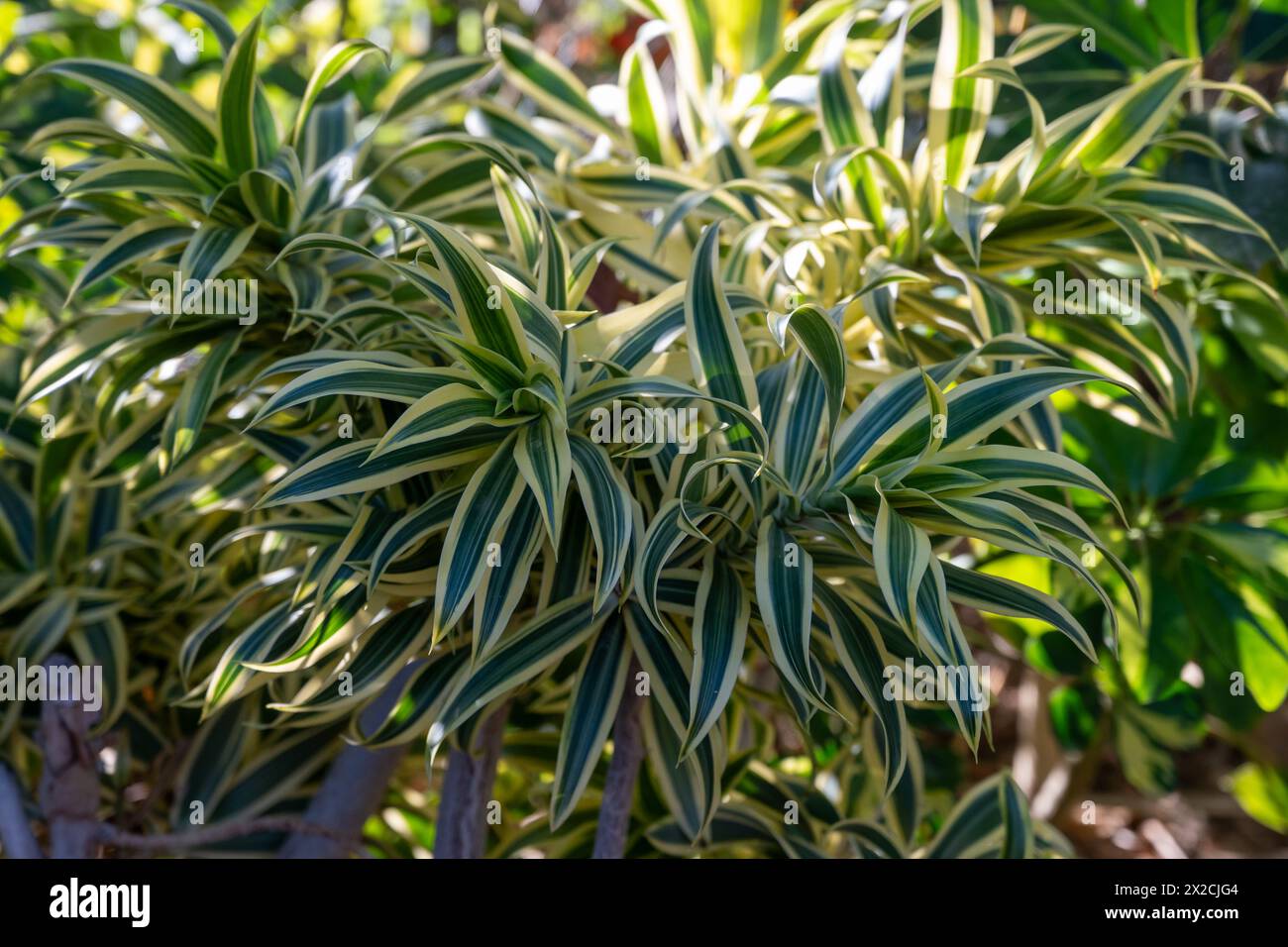 Dracaena fragrans reflexa hi-res stock photography and images - Alamy