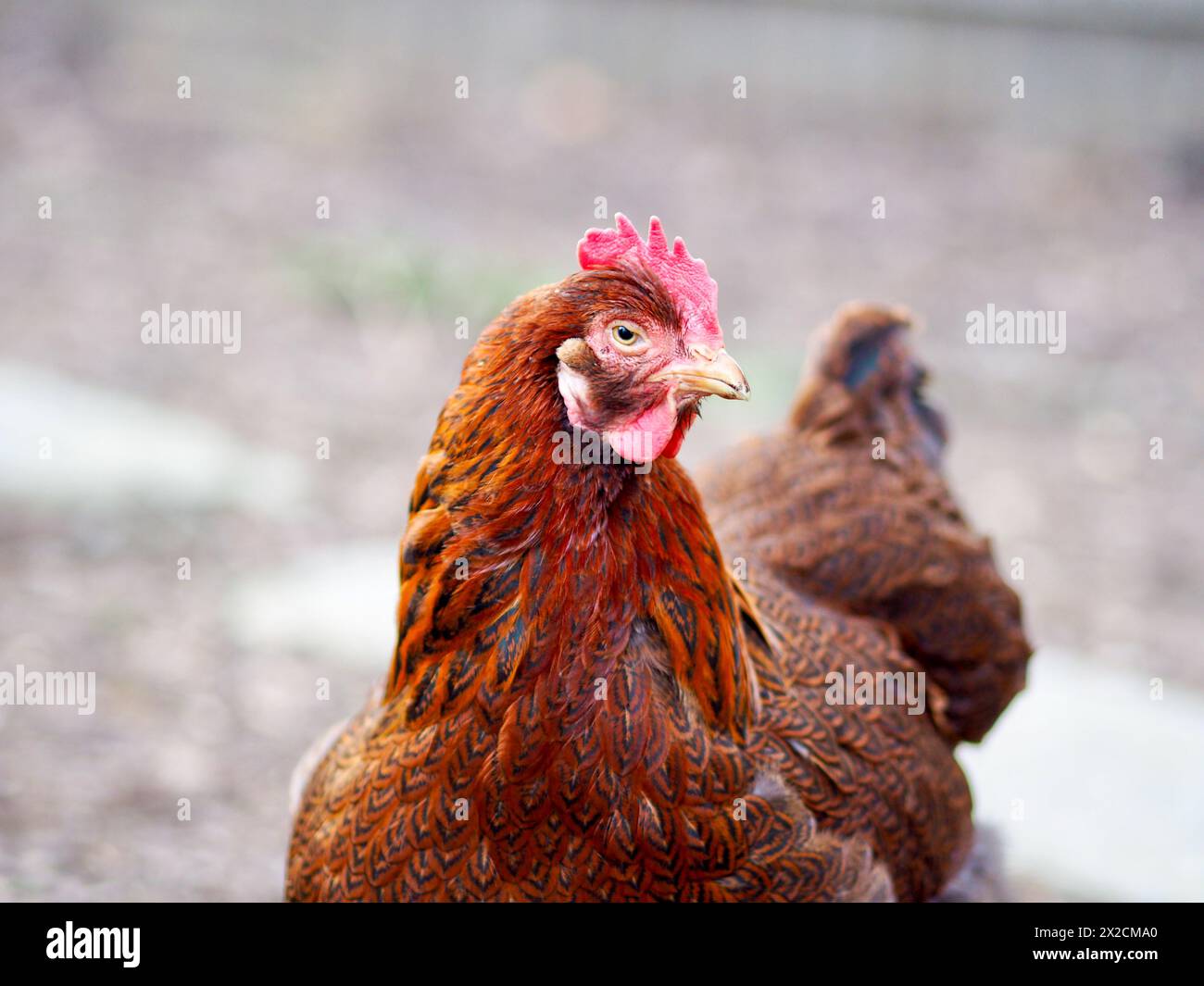 One free range chicken blurred grey background - Partridge Cochin hen ...