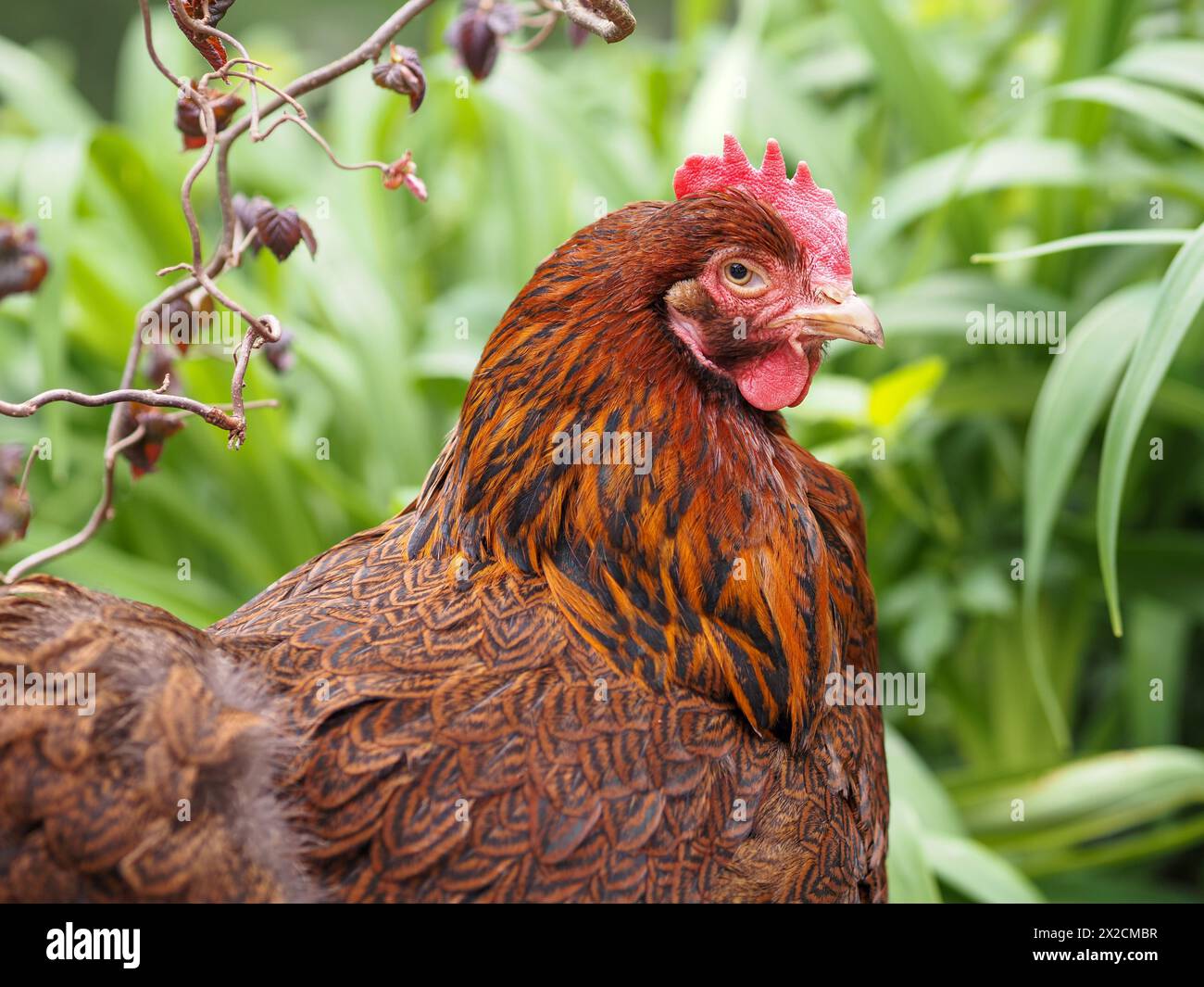 One free range chicken in tall green grass - Partridge Cochin hen with ...