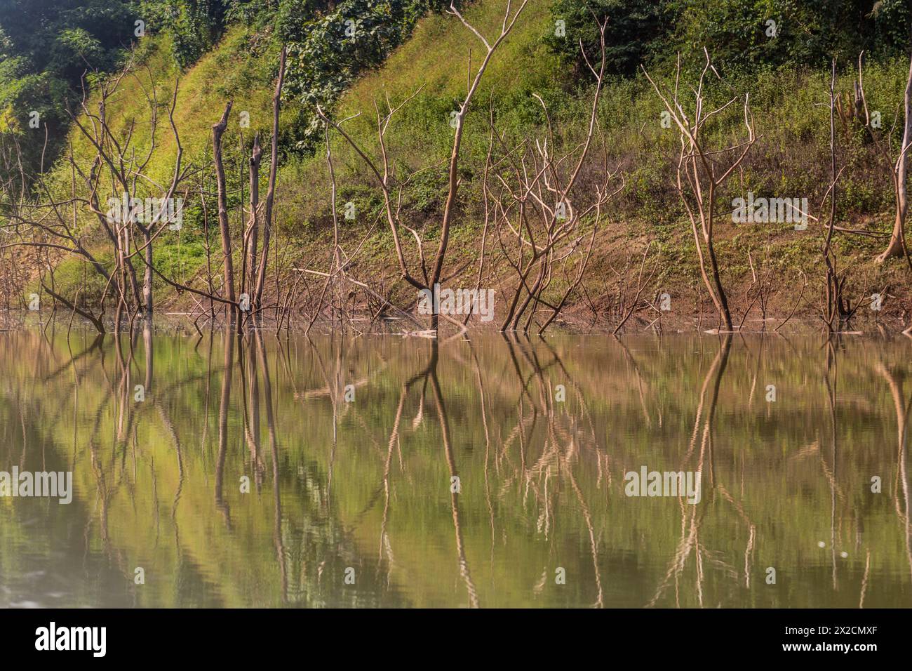 Dead trees due to increasing levels of Nam Ou river during Nam Ou 5 dam ...