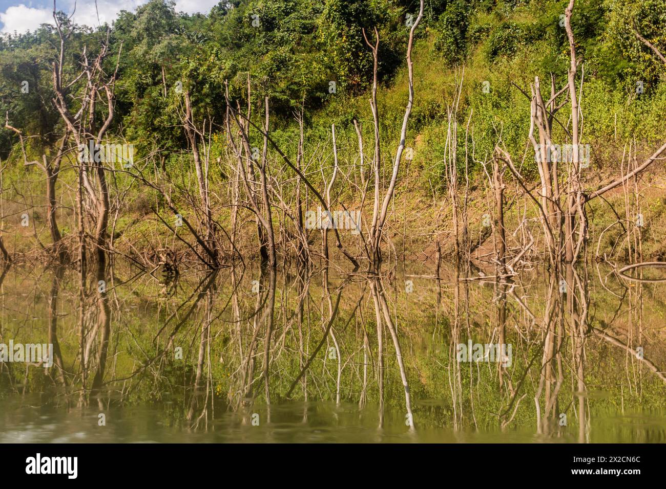Dead trees due to increasing levels of Nam Ou river during Nam Ou 5 dam ...