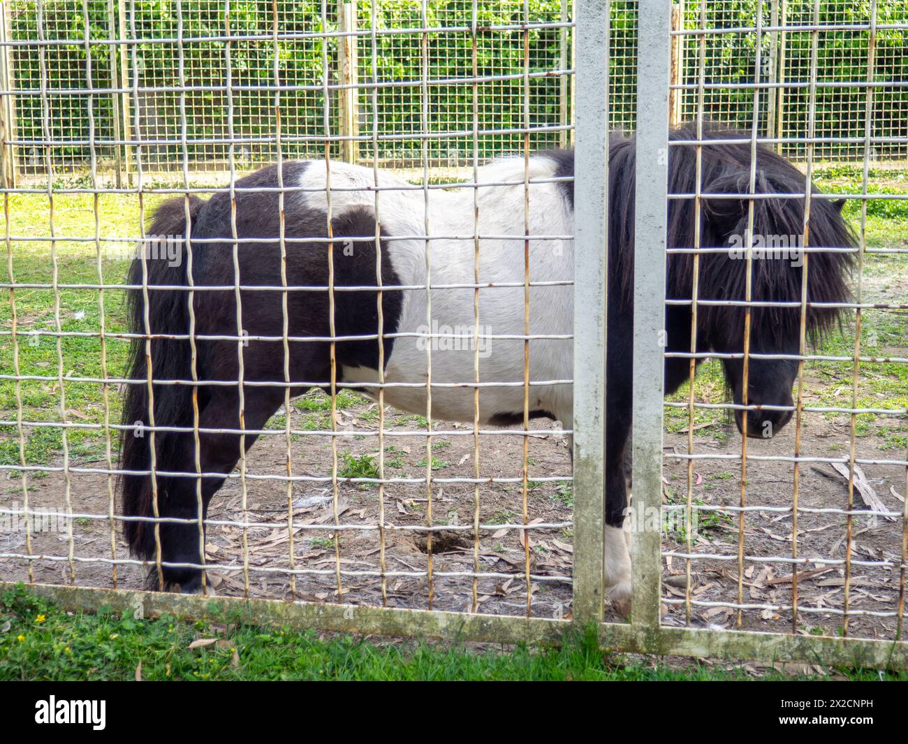 Pony on the lawn of the city zoo. Pony in a cage. Fence for animals ...