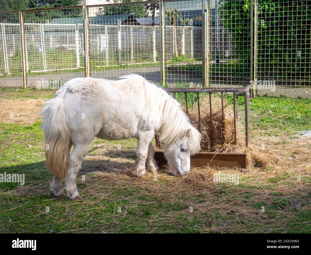 Pony on the lawn of the city zoo. Pony in a cage. Fence for animals ...