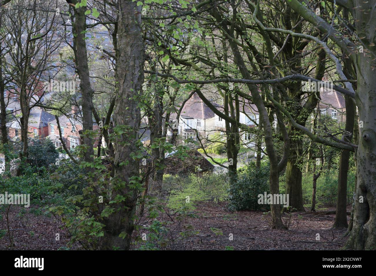 Looking through the woodland trees in Graves park onto Cobnar Road ...