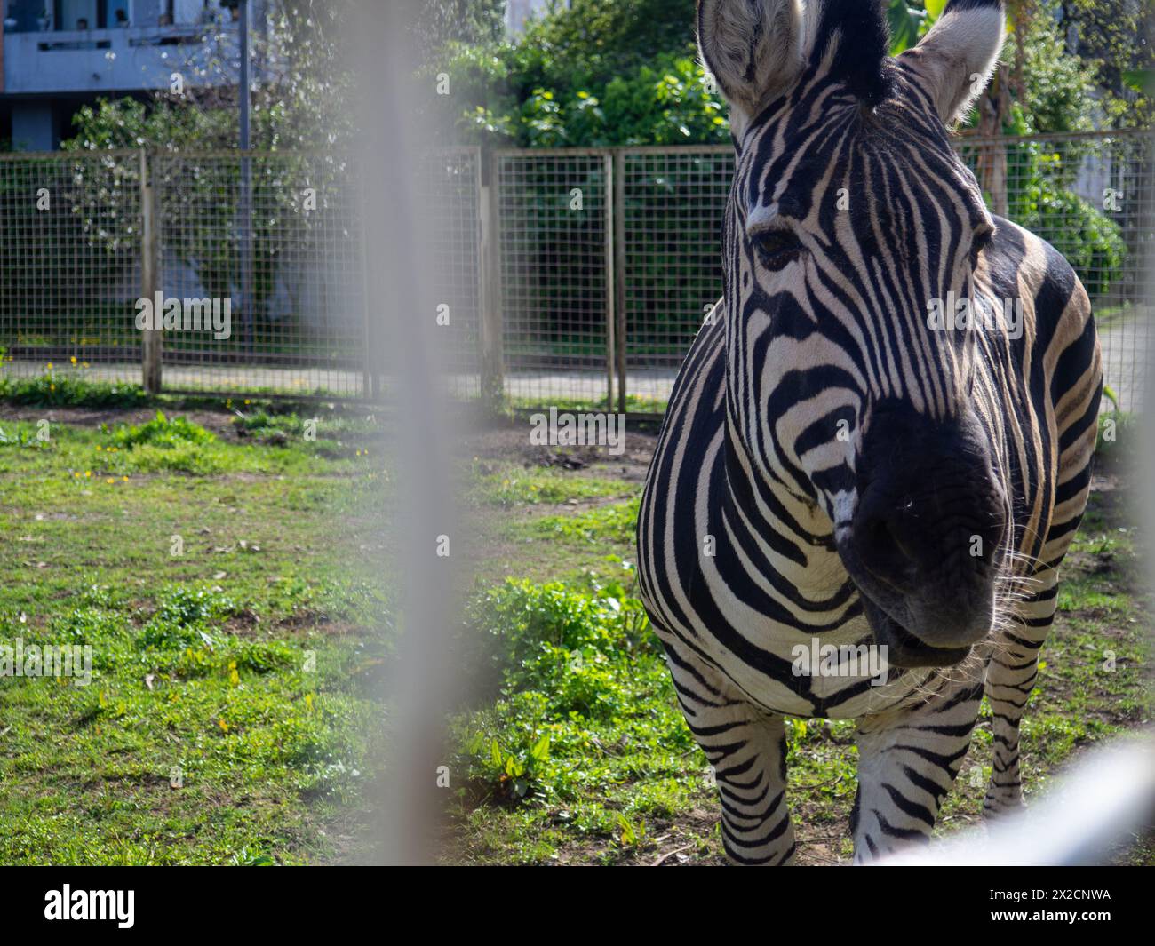 Zebra on the lawn of the city zoo. Zebra in a cage. Fence for animals ...
