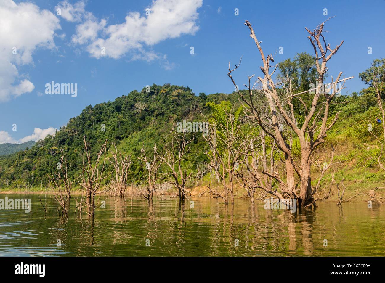 Dead trees due to increasing levels of Nam Ou river during Nam Ou 5 dam ...