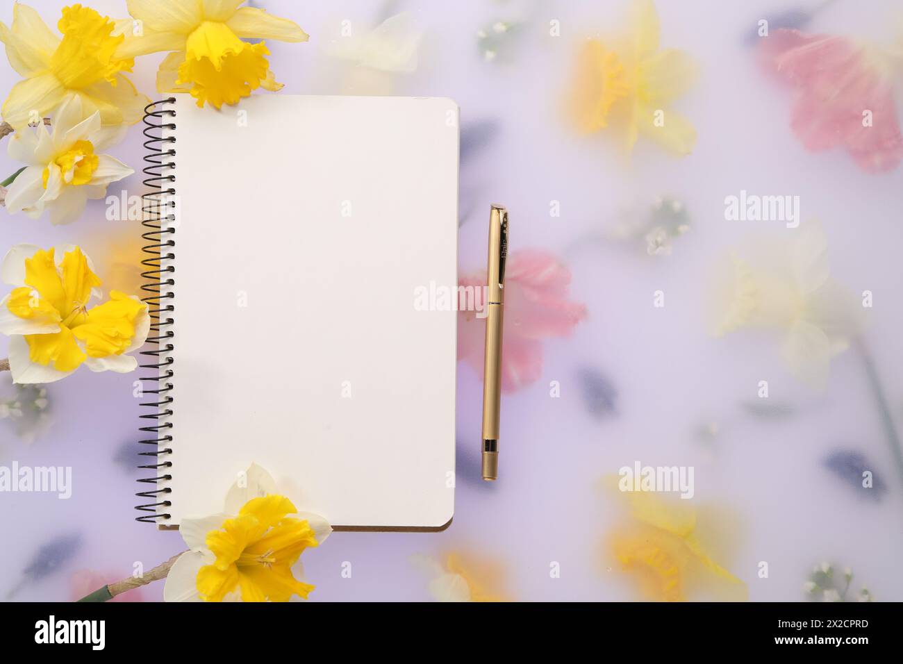 Guest list. Notebook, pen and daffodils on spring floral background ...