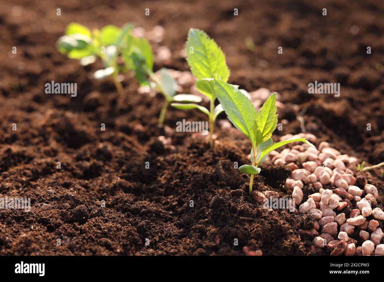 Granulated fertilizer and seedlings growing in soil, closeup Stock ...