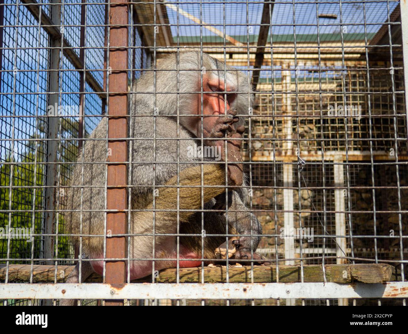 Baboon in a cage. Local zoo. Concept of an animal in captivity. The ...