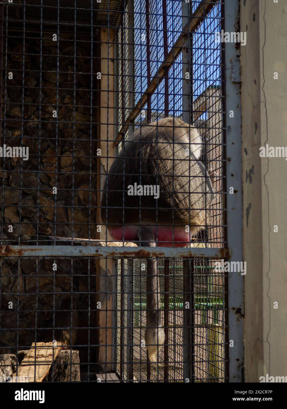 Baboon in a cage. Local zoo. Concept of an animal in captivity. The ...