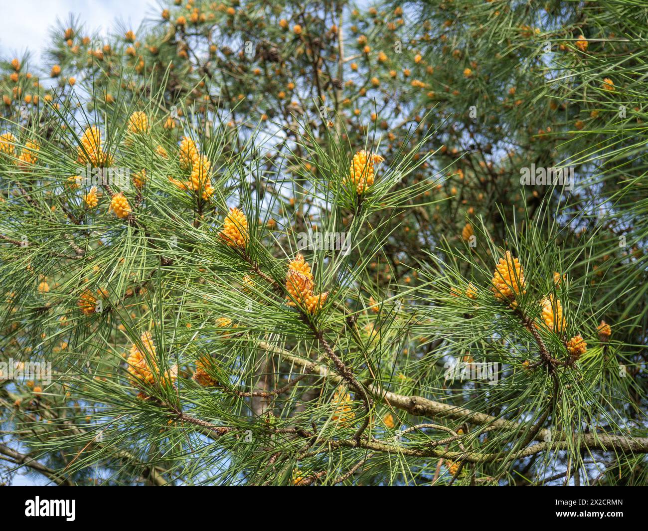 Early spring young cones on the branches. Crown of coniferous trees ...