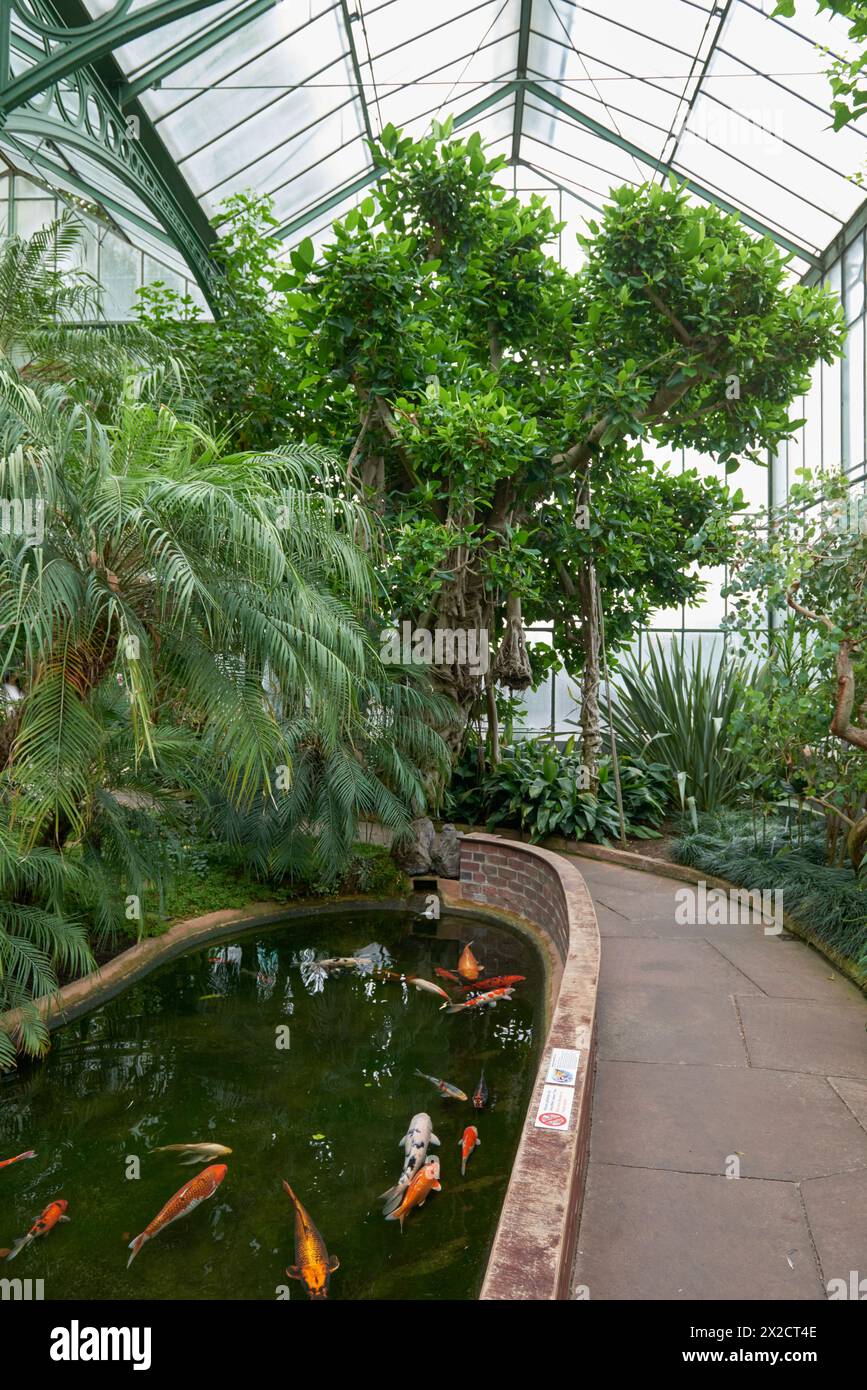 Majestic Japanese Koi Fish Swimming in Pond at Greenhouse. Japanese ...