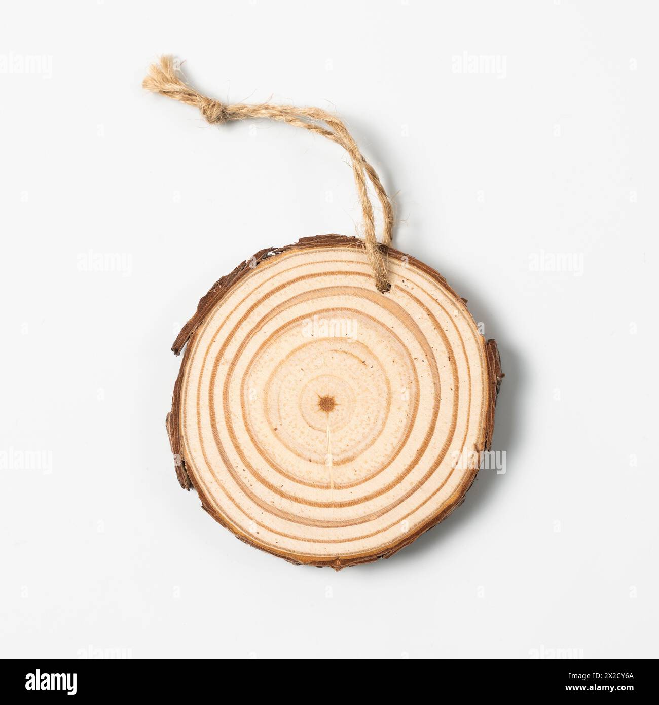 Cross section of oak grove tree trunk showing growth rings isolated on ...