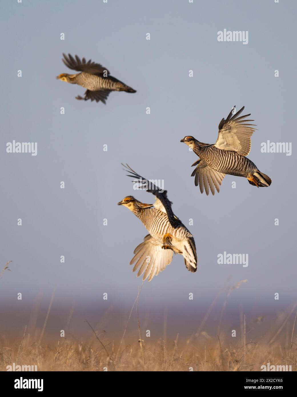 A flock of Greater Prairie Chickens flying across native prairie Stock ...