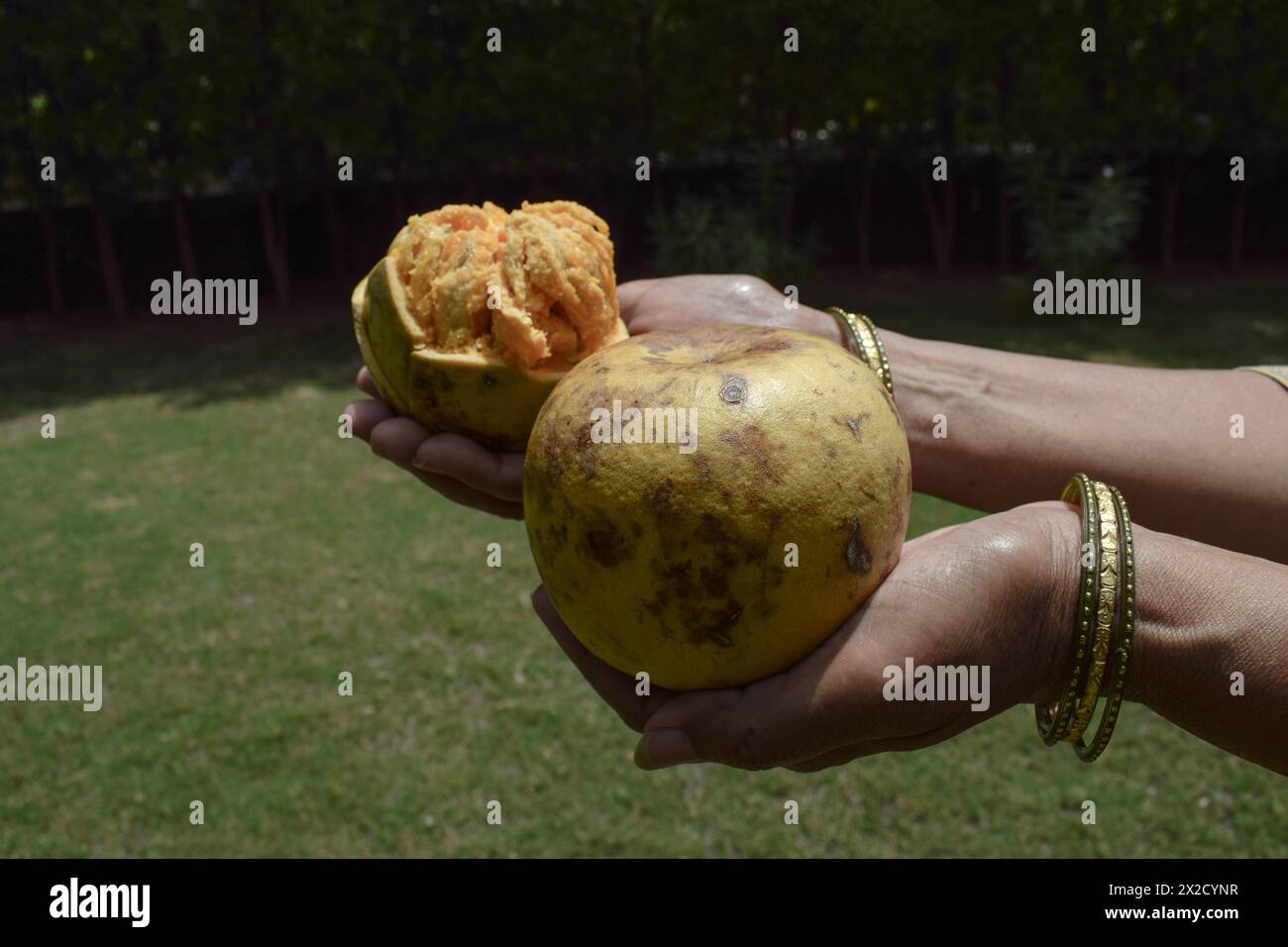 Ripe pulpy Bael fruit known as Wood apple or Indian stone apples ...