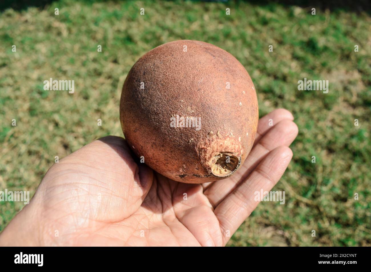 Indian bael fruit in hi-res stock photography and images - Alamy
