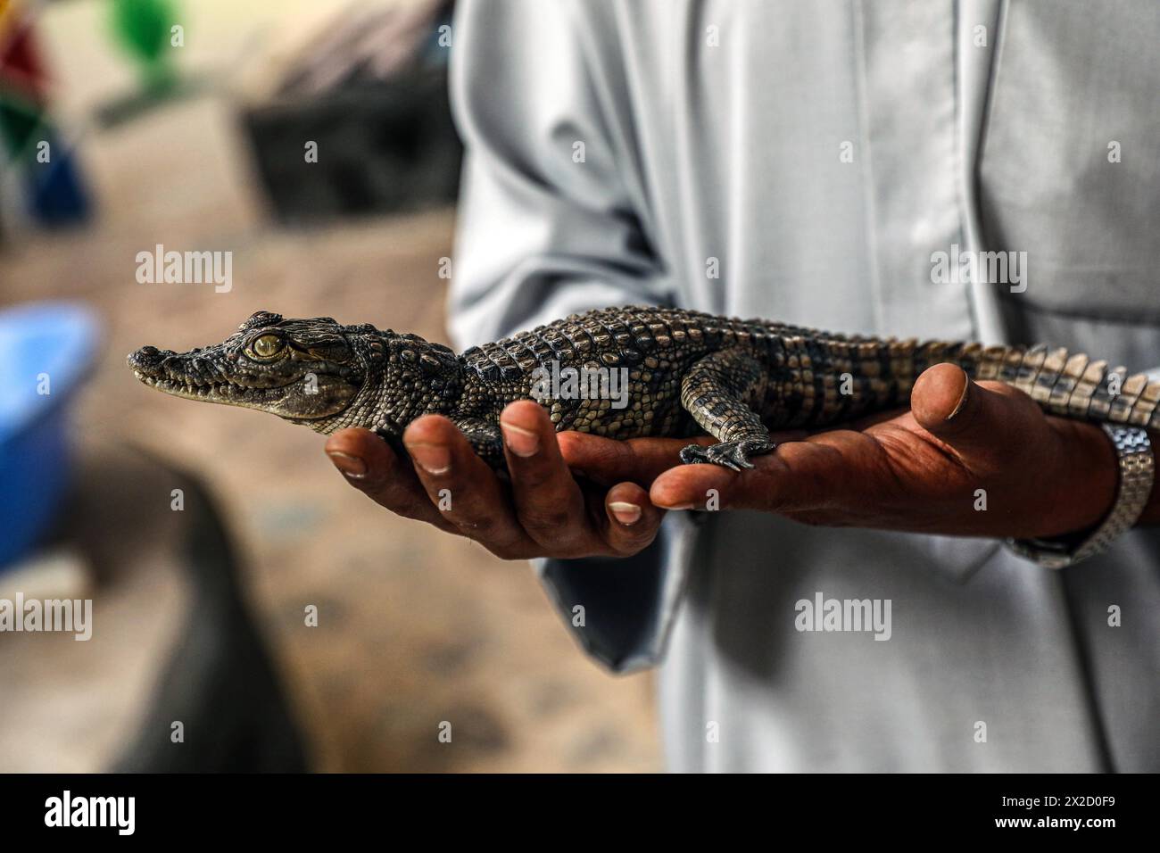 Cairo, Egypt. 21st Apr, 2024. A crocodile breeder displays a crocodile ...