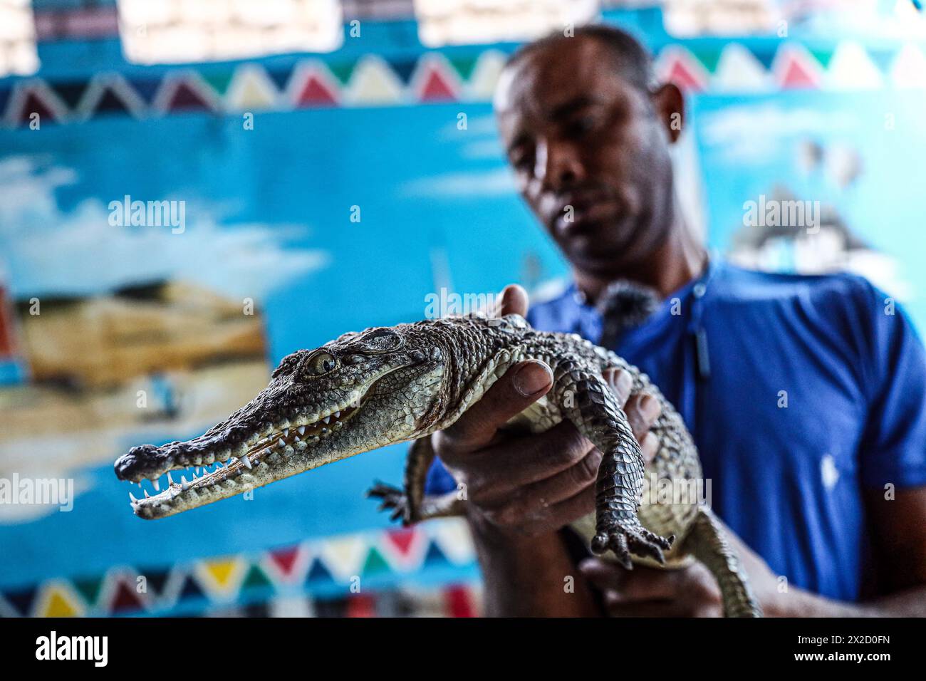 Cairo, Egypt. 21st Apr, 2024. A crocodile breeder displays a crocodile ...
