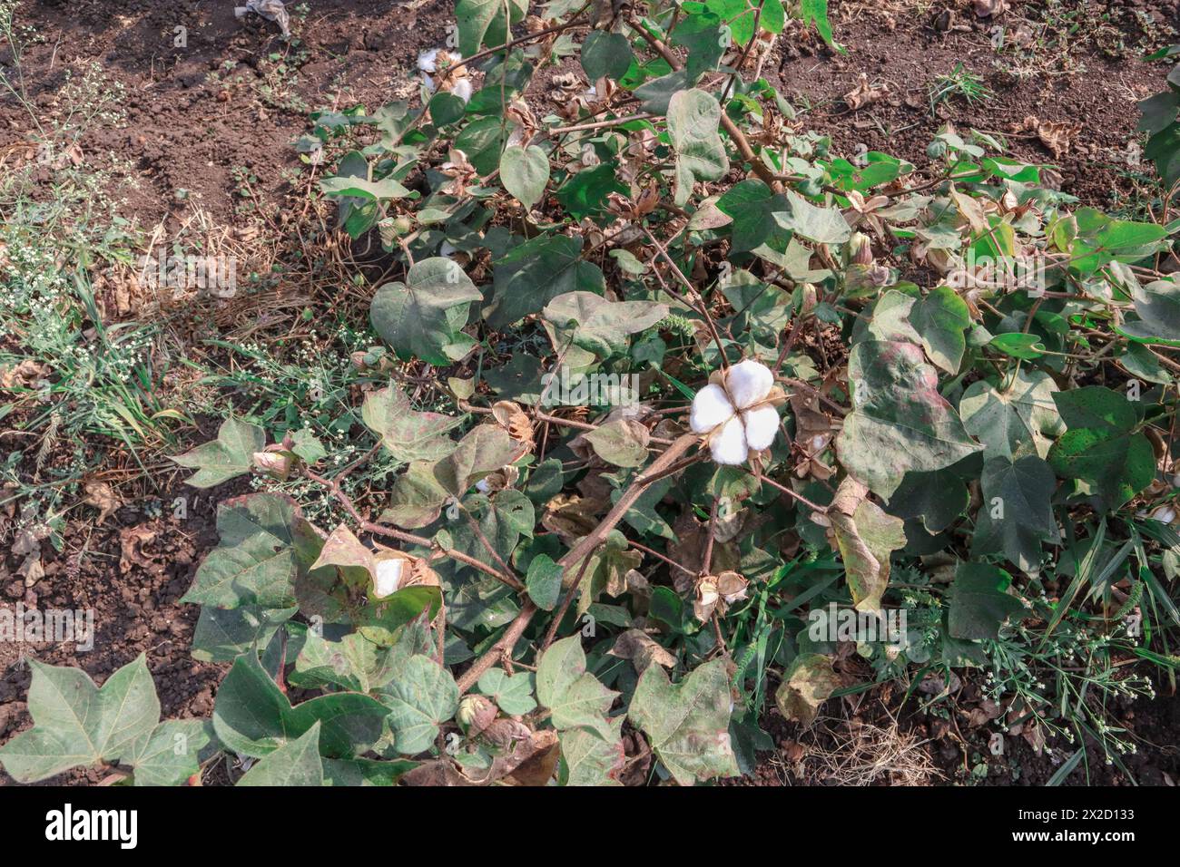 Raw Organic Cotton boll growing in cotton fields. Cotton farming ready ...