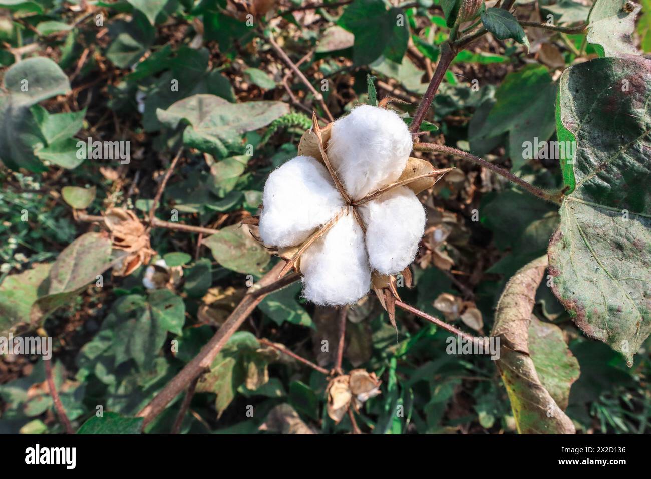 Raw Organic Cotton boll growing in cotton fields Stock Photo - Alamy