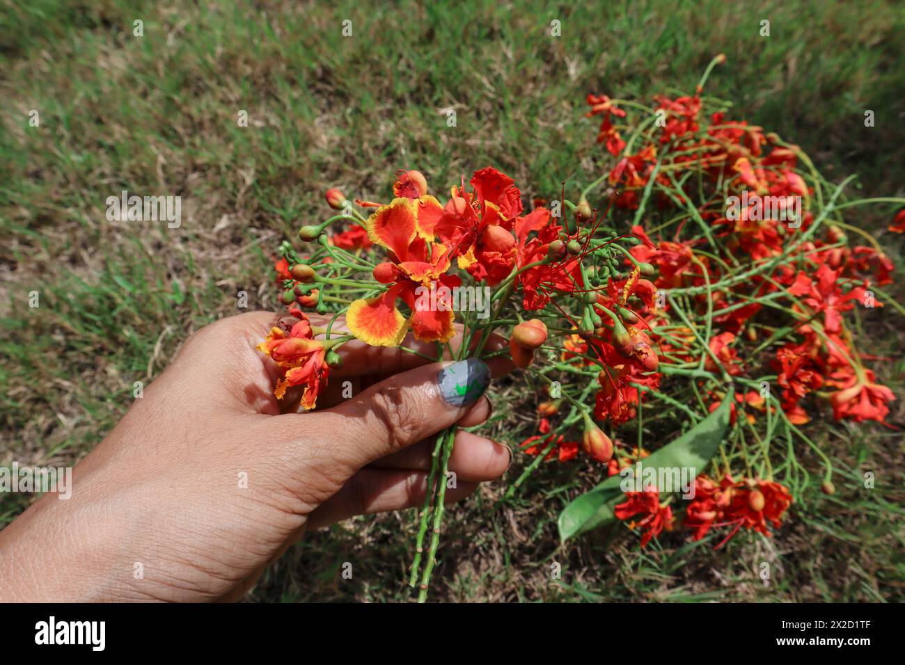 Gulmohar in hand hi-res stock photography and images - Alamy