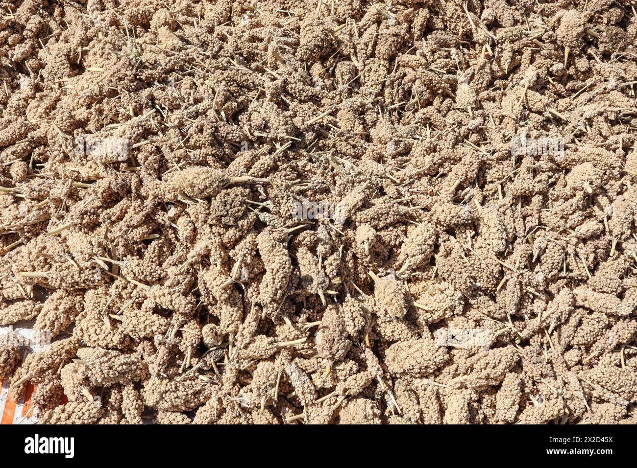 Indian harvesting jowar hi-res stock photography and images - Alamy