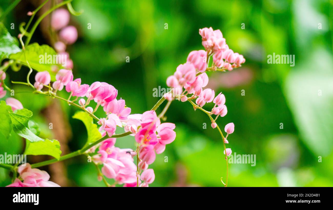 Corculum Stuntz (Antigonon leptopus, coral vine, queen's wreath ...