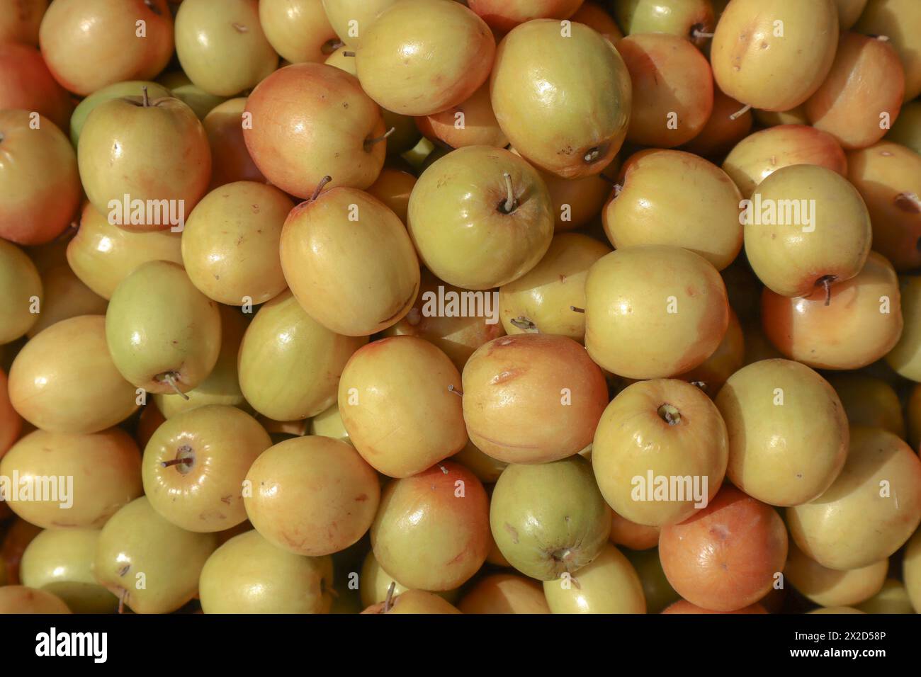 Indian jujube hi-res stock photography and images - Alamy