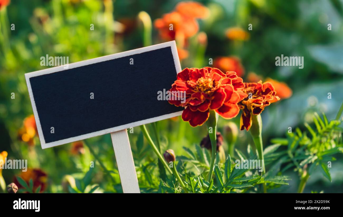 Blank Black billboard against marigold flowers field garden. Empty ...