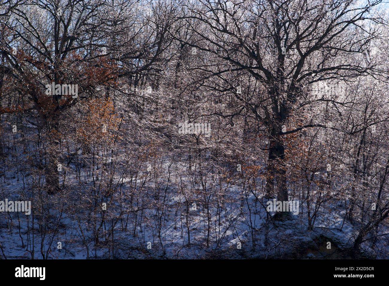 Ice covered woodlands savor the sunshine and thaw after a ice storm. We ...