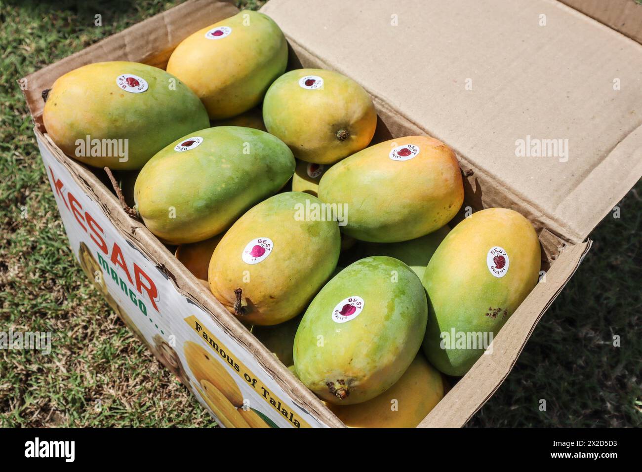 Box of Mangoes with special Gir Kesar mango . Kinf of fruits Mango ...