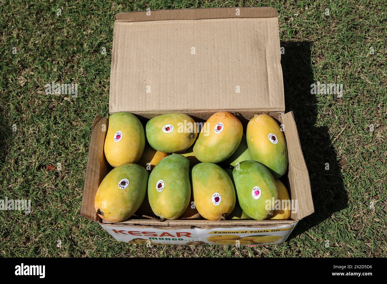 Box of Mangoes with special Gir Kesar mango . Kinf of fruits Mango ...